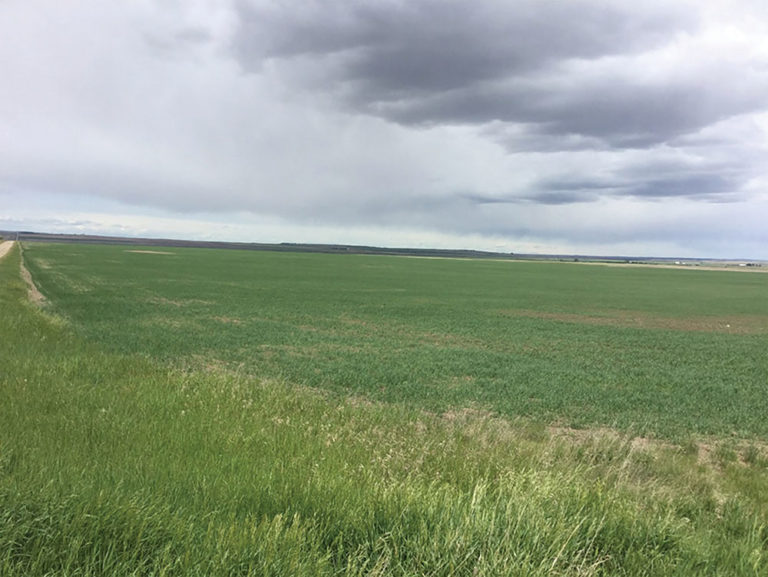 Crop advisor casebook: Why is this durum crop patchy, uneven and with ...