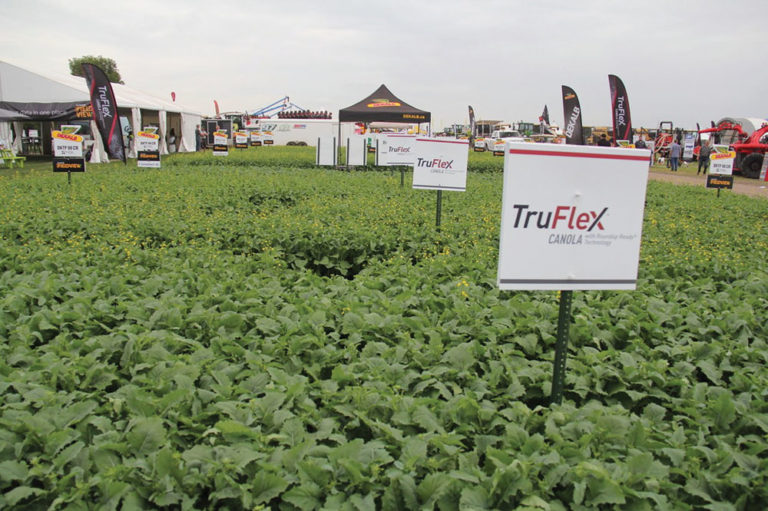 TruFlex is game-changing tech for canola - Grainews