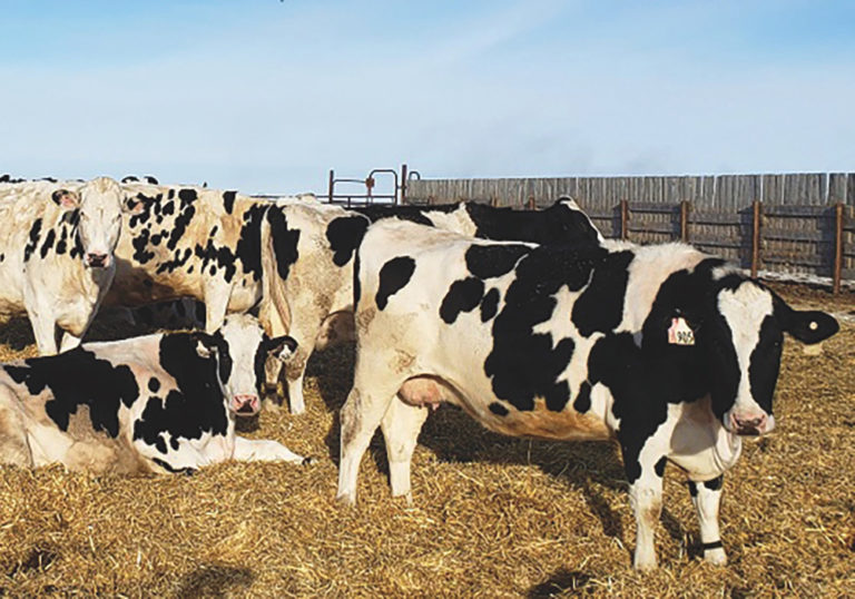 Faraway dry cow program provides important break - Grainews