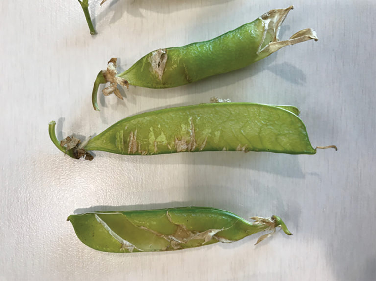 Crop advisor casebook: Why are these pea pods scratched and shredded ...