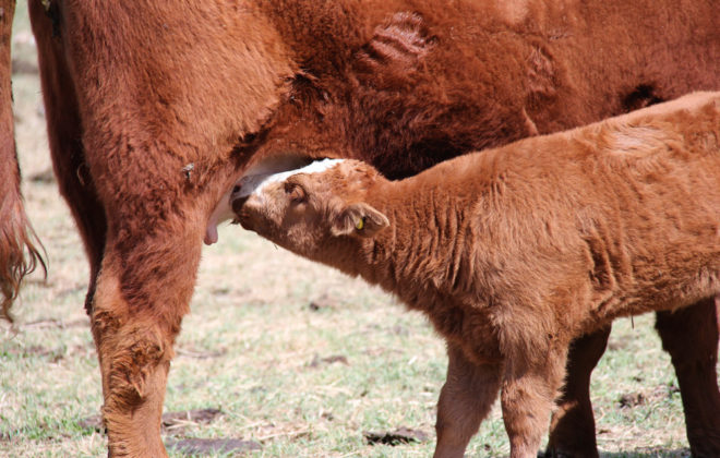 Causes of calf scours can be difficult to identify | Grainews