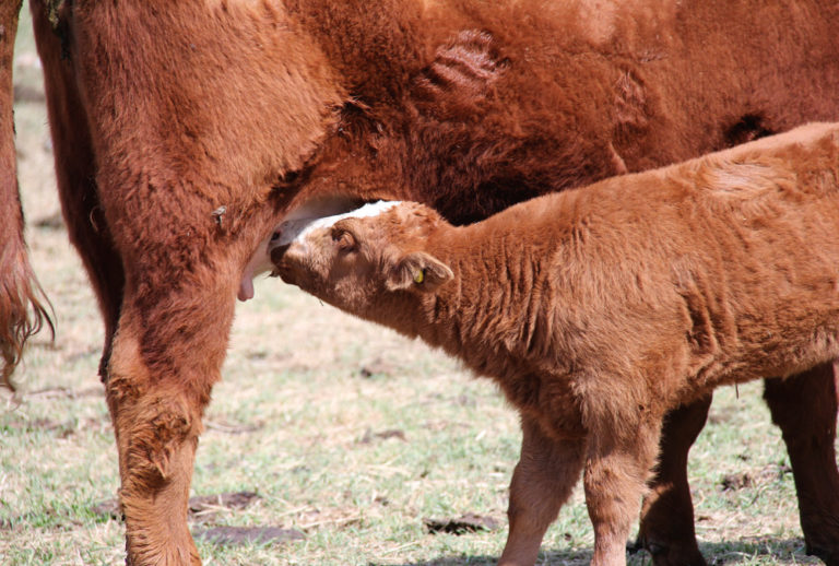 Cow Udder Conformation, Why Matters, What is Good Udders