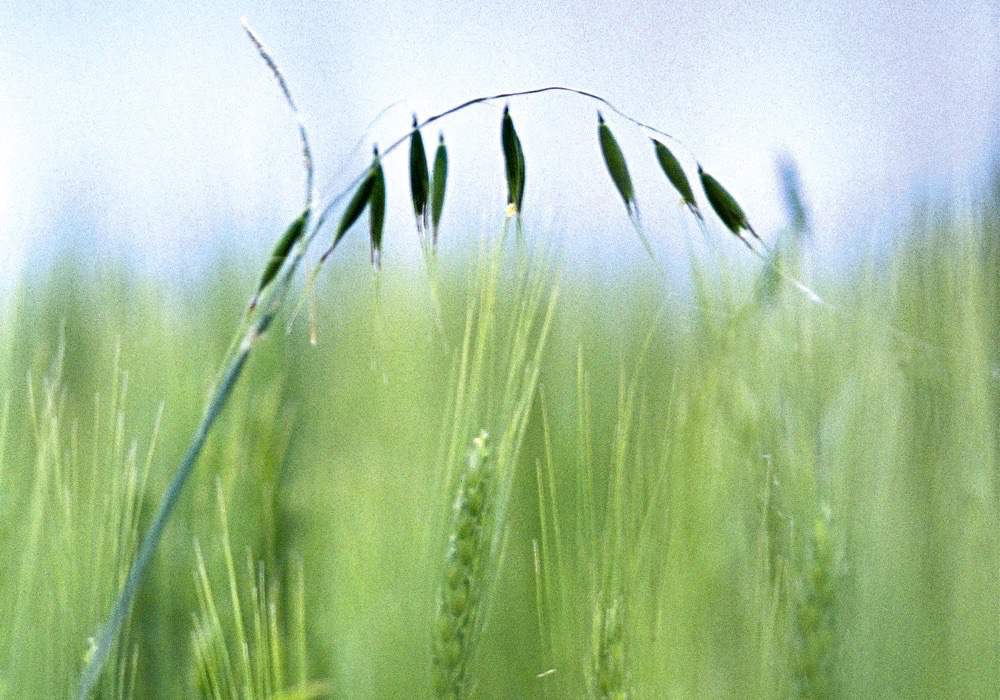 What weed experts say you should have your eye on in 2020 - Grainews