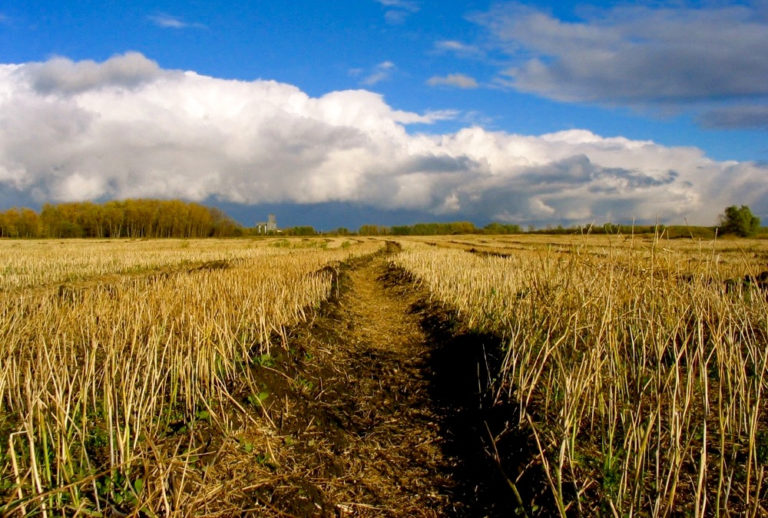 The real cost of ruts and what to do about them - Grainews