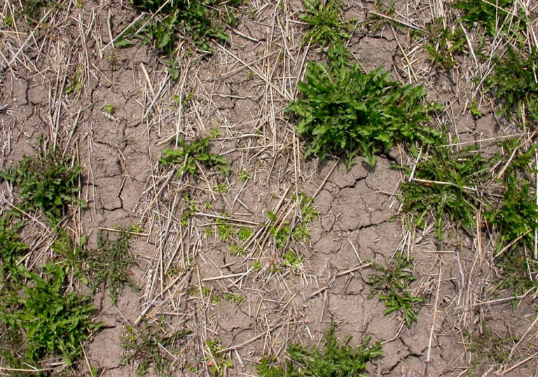 Pre-seed weed control is important this spring - Grainews