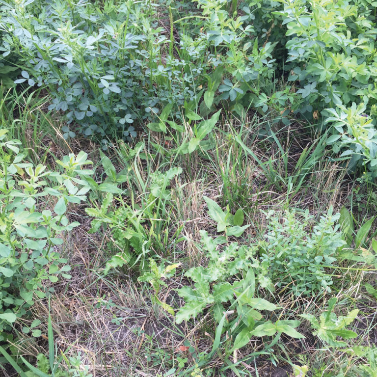 How weed seeds move into your fields - Grainews