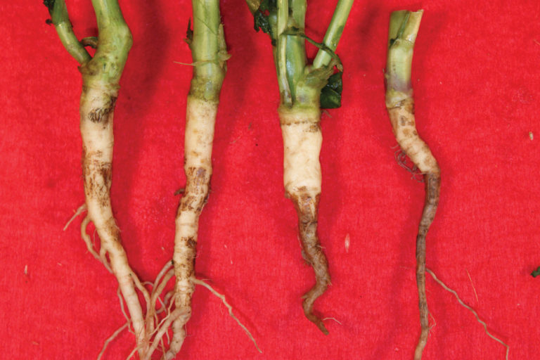 How to identify and prevent root rots in canola - Grainews