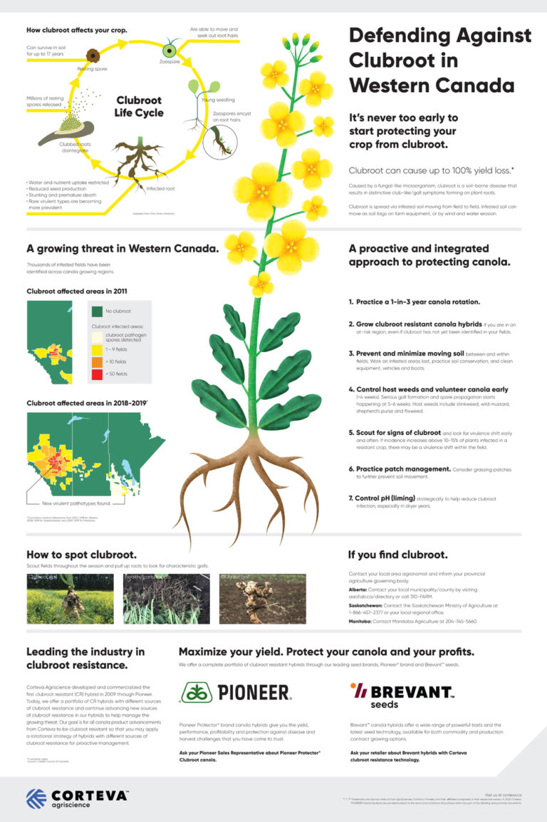 Steps to prevent and mitigate clubroot in your fields - Grainews