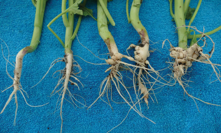 Steps to prevent and mitigate clubroot in your fields - Grainews