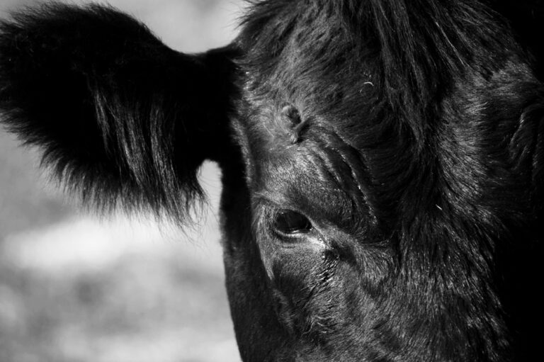 BSE testing and the positives to your cattle herd - Grainews