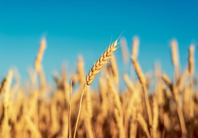 New wheat, barley, oat varieties for 2021 - Grainews