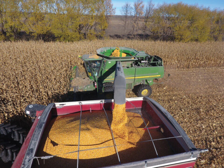Practical corn production tips - Grainews