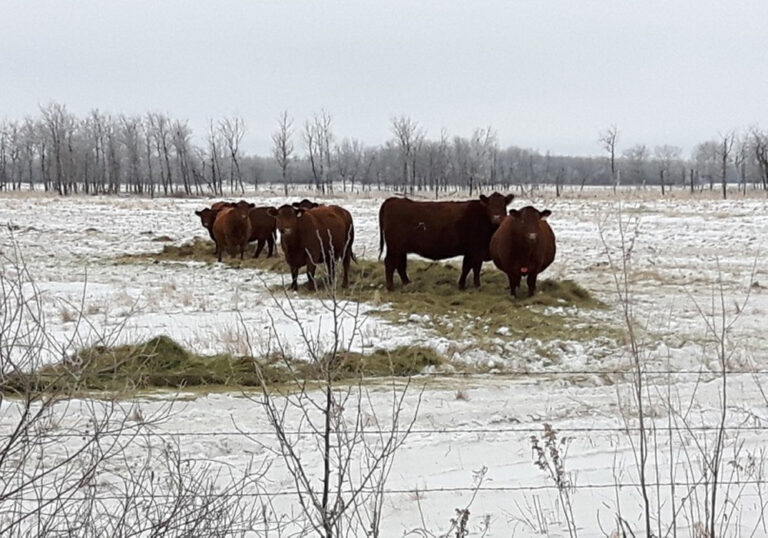 Proper rations for winter cattle feeding and calving - Grainews