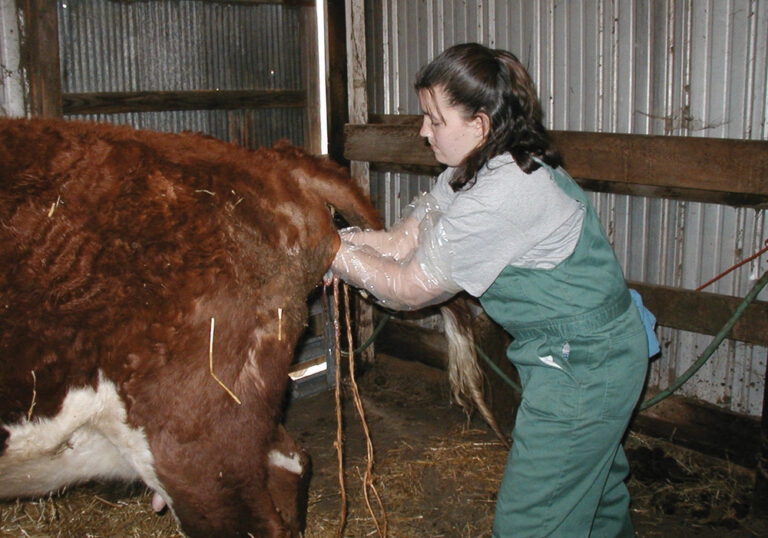 Tips on when and how to check cows during calving - Grainews