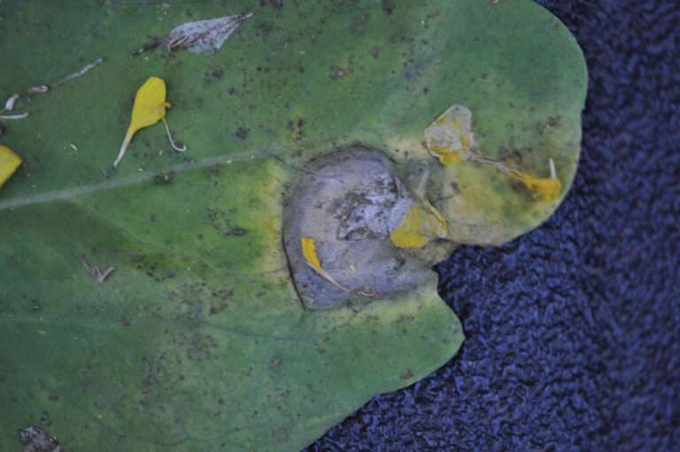 How to manage sclerotinia stem rot in canola - Grainews
