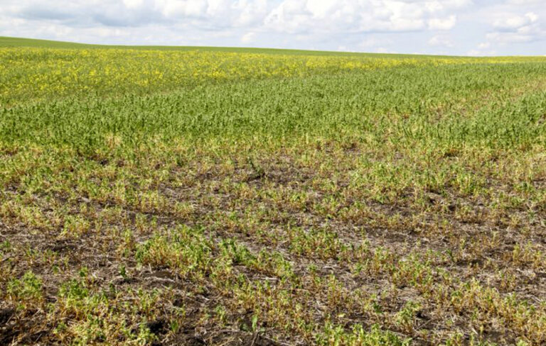 The looming Prairie-wide pea crop disaster - Grainews