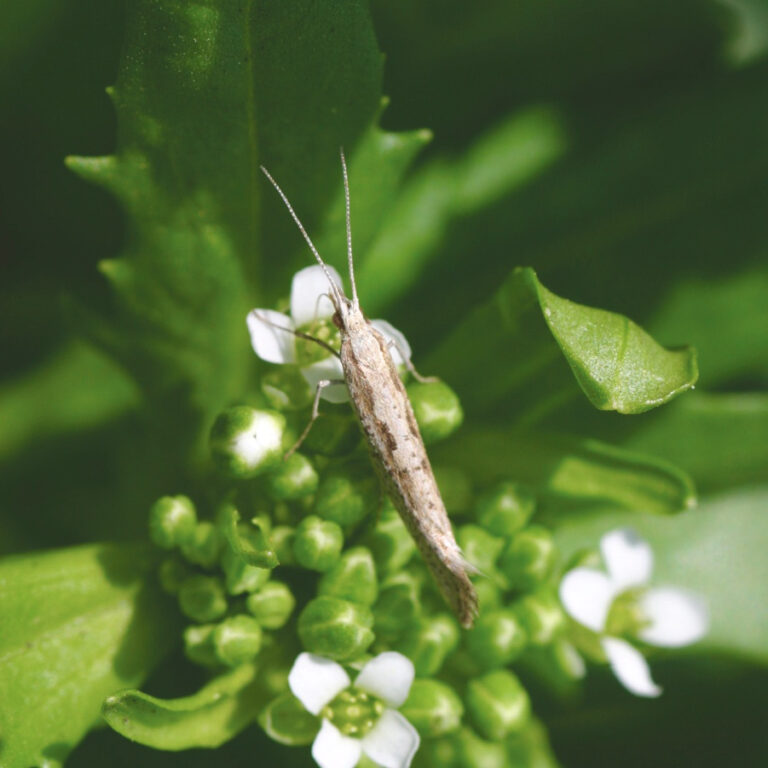 Your 2020 canola insect roundup - Grainews