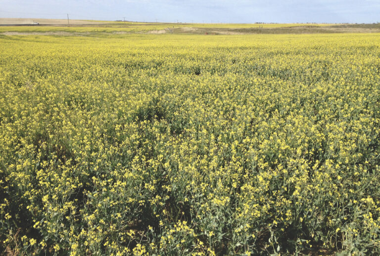 Les Henry: The Birch effect on our soils in 2021 - Grainews