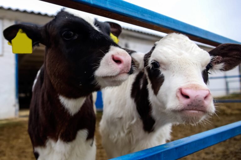 Udder edema puts dairy cows under pressure - Grainews