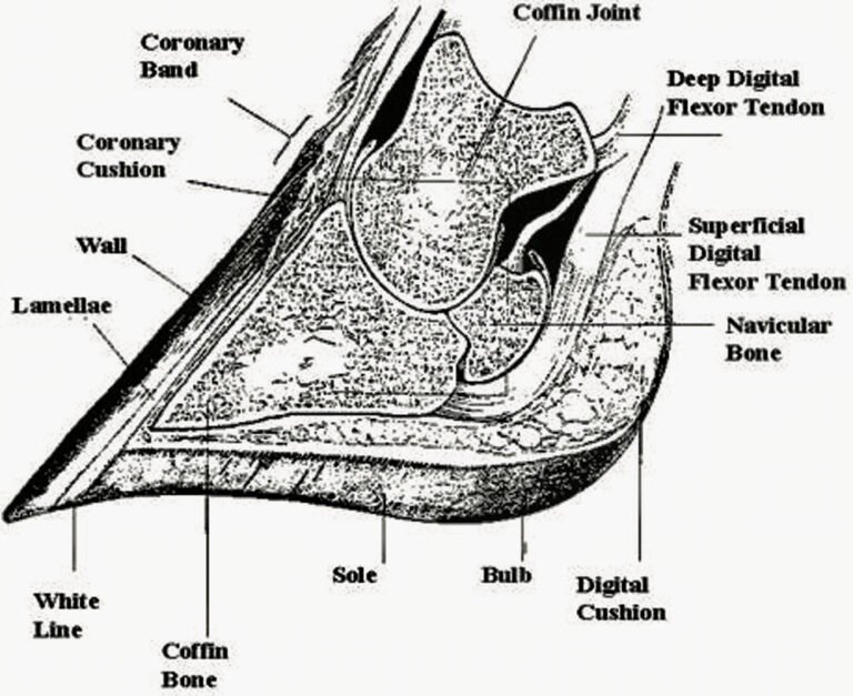 Tips to prevent dairy cow lameness - Grainews