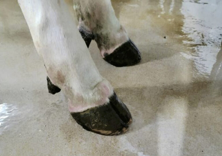 Managing the stifled cow or bull - Grainews