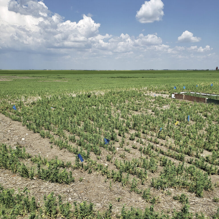 The five principles of soil health - Grainews