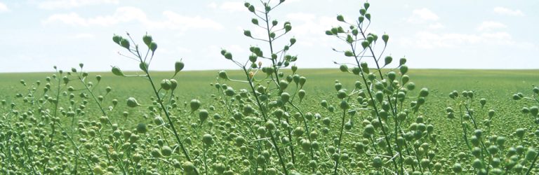 Camelina poised for a comeback - Grainews