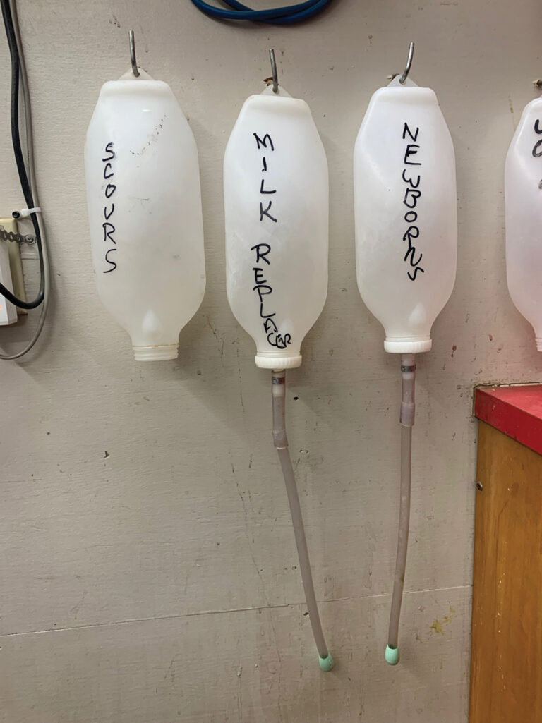 An esophageal feeder is a key tool in saving calves - Grainews