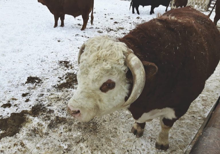 Producers share ration tips for breeding bulls - Grainews