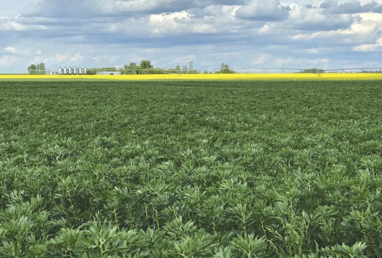 New faba bean variety may be the key - Grainews