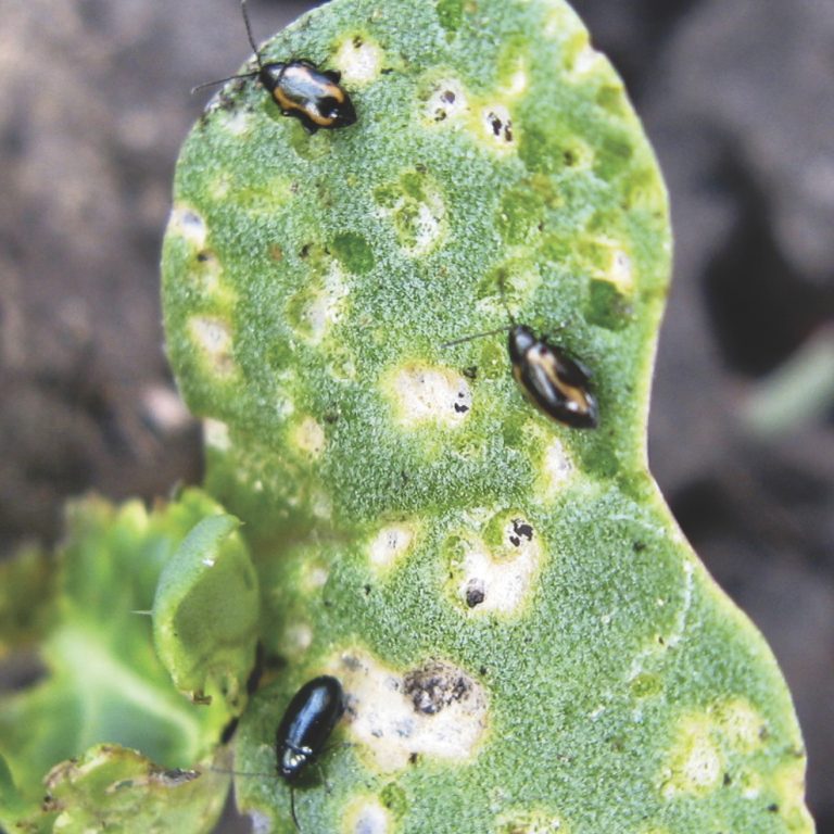Is your insect management plan 'snug as a bug' this year? - Grainews