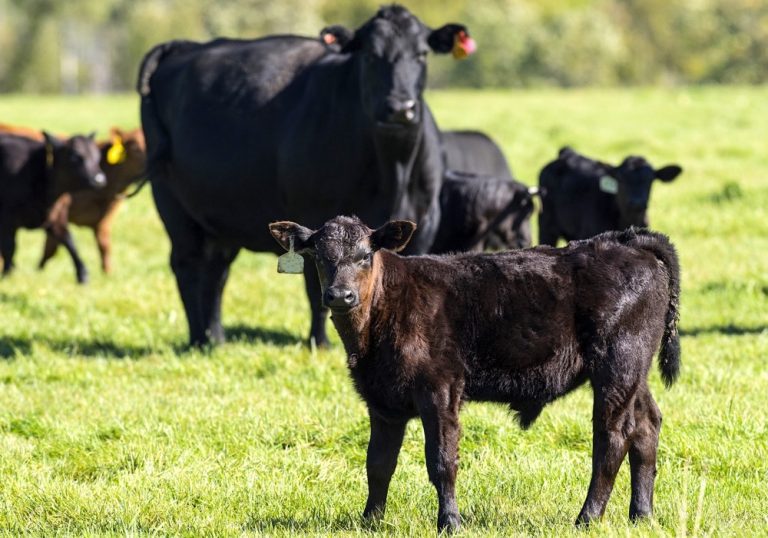 Understanding the cause and prevention of peritonitis in cattle