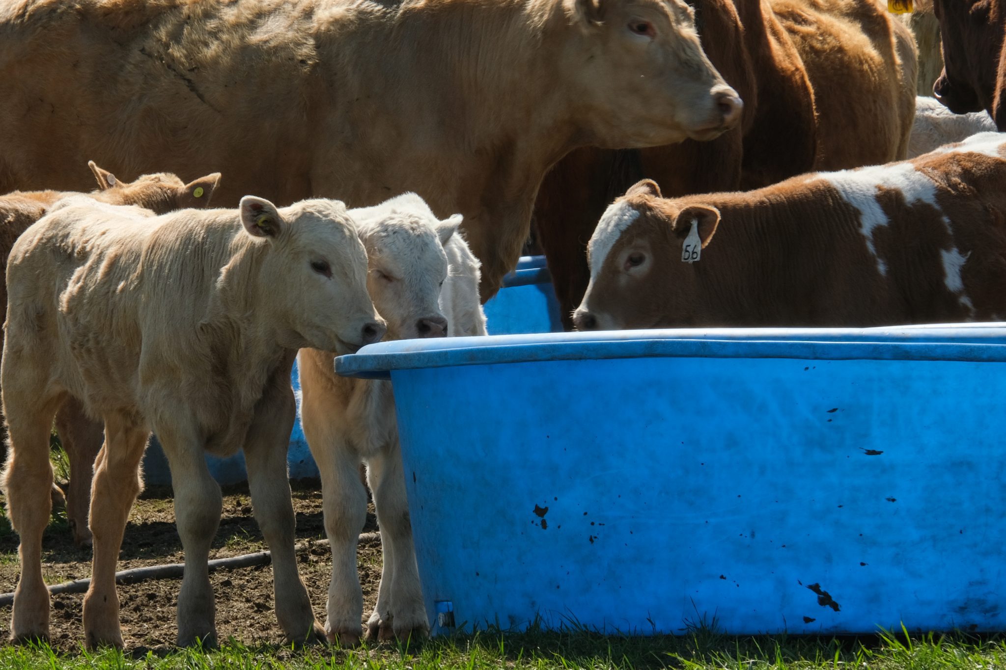 Five benefits of creep feeding calves - Grainews