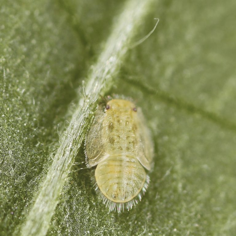 Effective insect sampling tips - Grainews