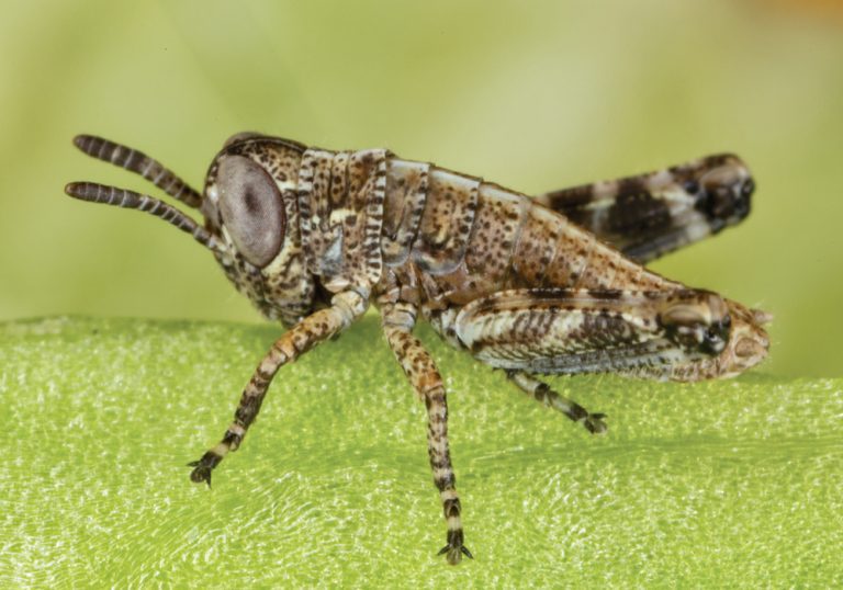 Effective insect sampling tips - Grainews