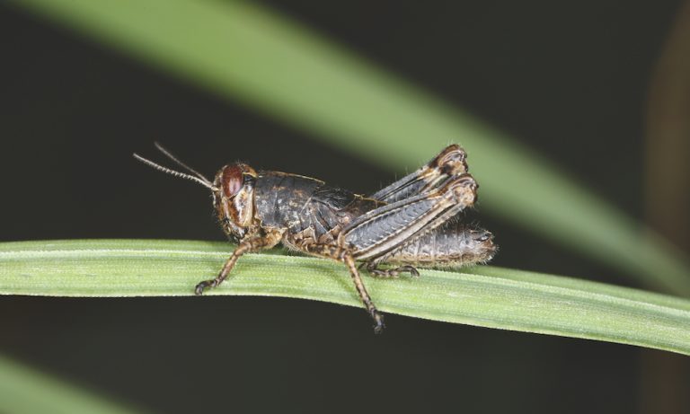 Effective insect sampling tips - Grainews