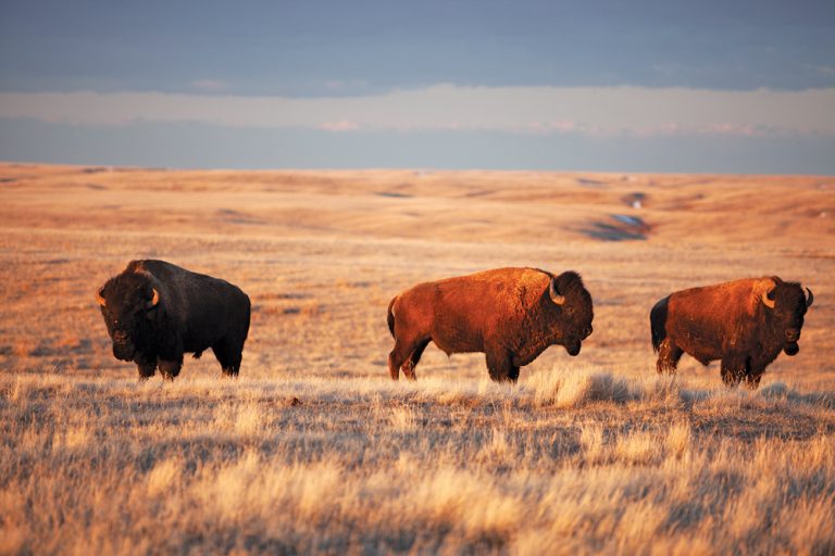 Bison, buffalo and beefalo - Grainews