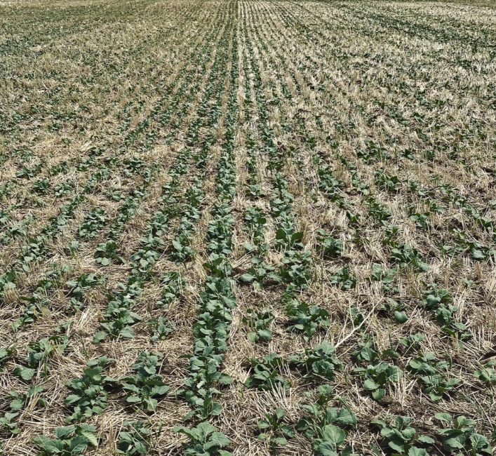 Can biological crop inputs for cereals and oilseeds work? - Grainews