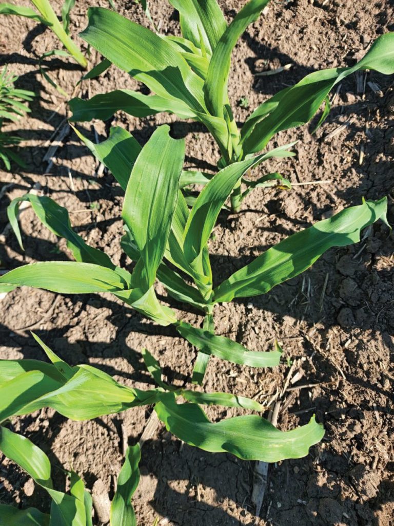 Working dry corn silage into dairy diets - Grainews