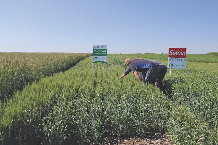 A few pointers on fall rye and winter wheat production - Grainews