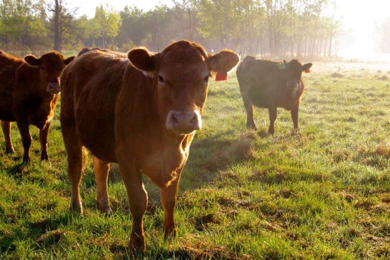 Problems and benefits of twin calves - Grainews