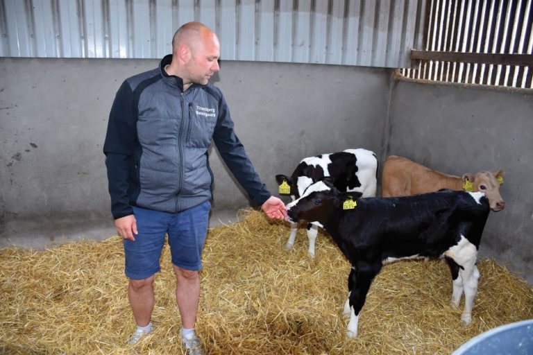 Controlling hairy heel warts in dairy cattle - Grainews