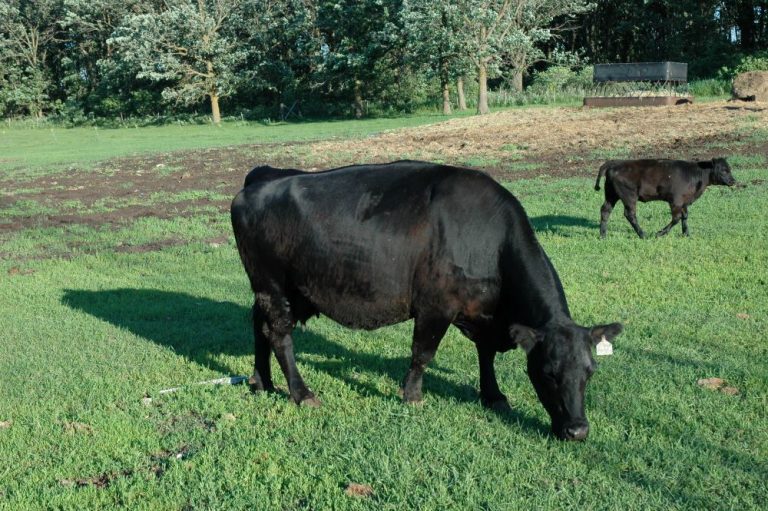 Cull beef cows are pure economics - Grainews