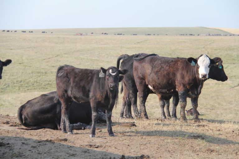 Important tips on birthing backward calves - Grainews