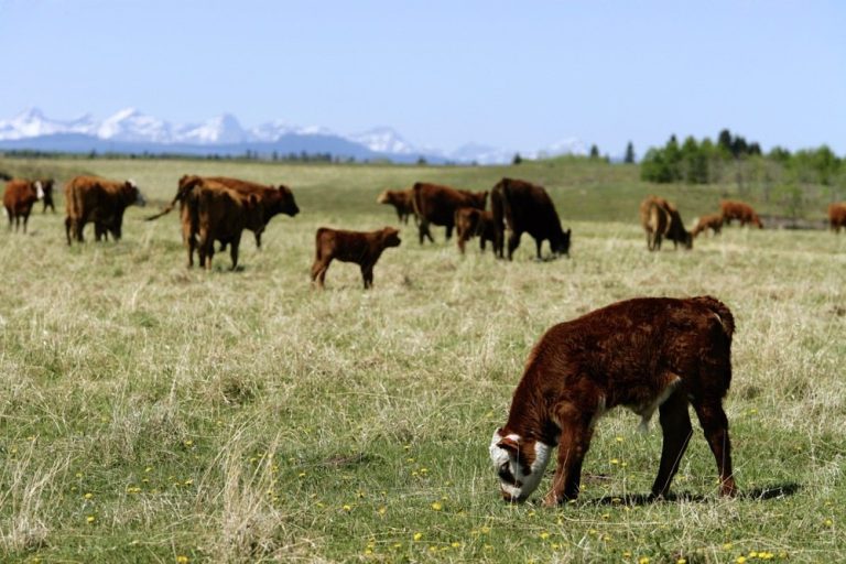 Proper management of cull cows - Grainews