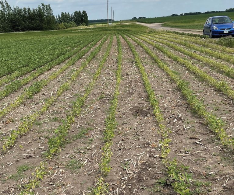 Crop Selection For Wet Soils - Grainews
