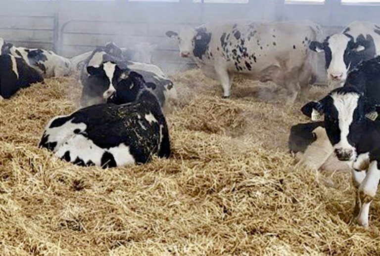 Consider a two-stage dry cow feeding program - Grainews