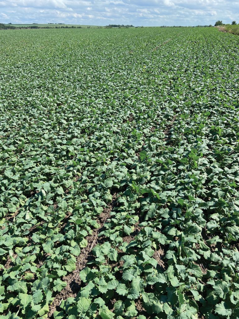 Tips to achieve a uniform canola crop - Grainews