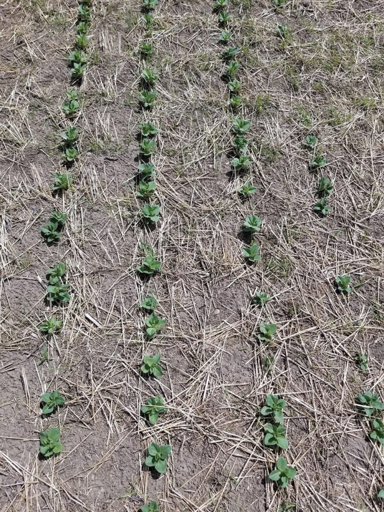 In search of a uniform crop stand - Grainews