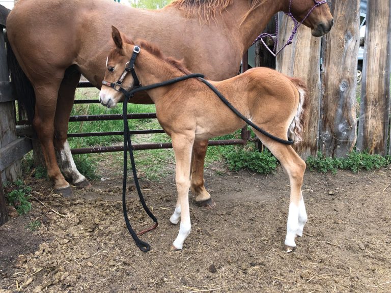 Putting a Halter on a Foal: How to Train Foals Part 1